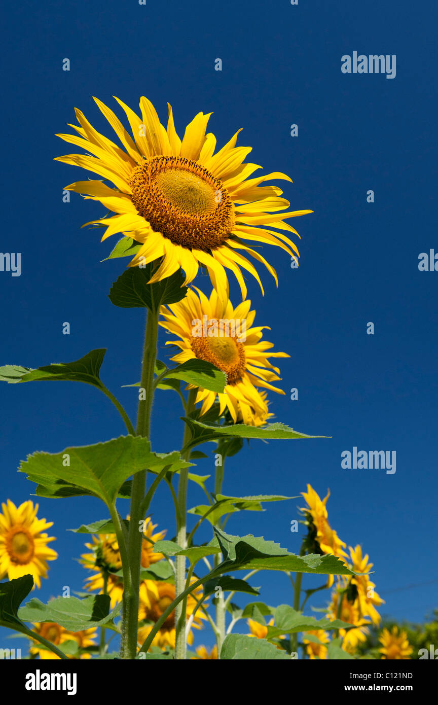 Girasoli Girasoli Girasoli Campo Di Girasoli Immagini e Fotos Stock - Alamy