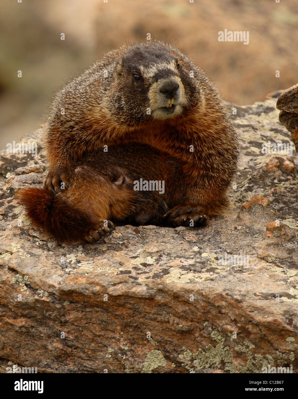 Marmotta dal ventre giallo su roccia immagini e fotografie stock ad ...