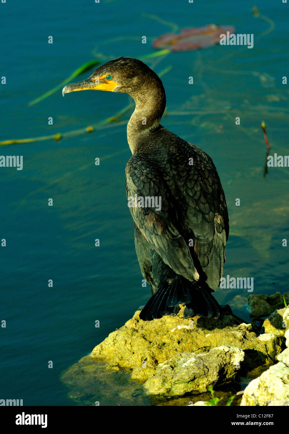 Fauna selvatica delle everglades immagini e fotografie stock ad alta ...
