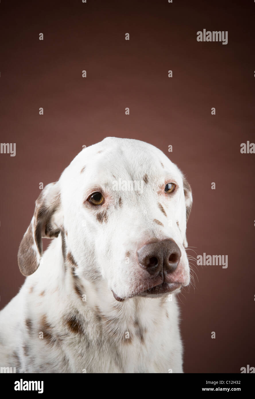Dalmata macchiato dal fegato immagini e fotografie stock ad alta risoluzione - Alamy