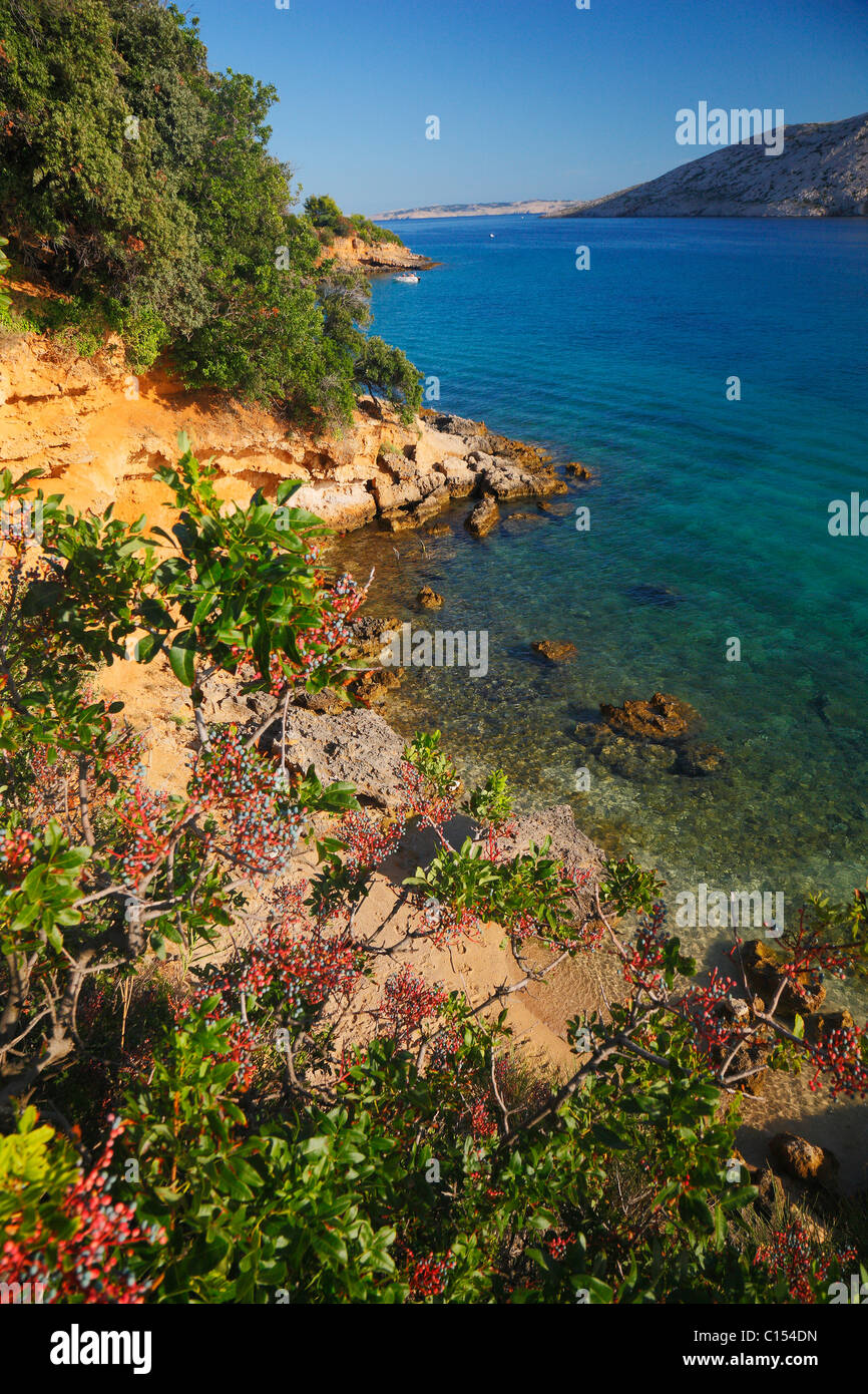 Spiaggia sull'isola di rab immagini e fotografie stock ad alta ...