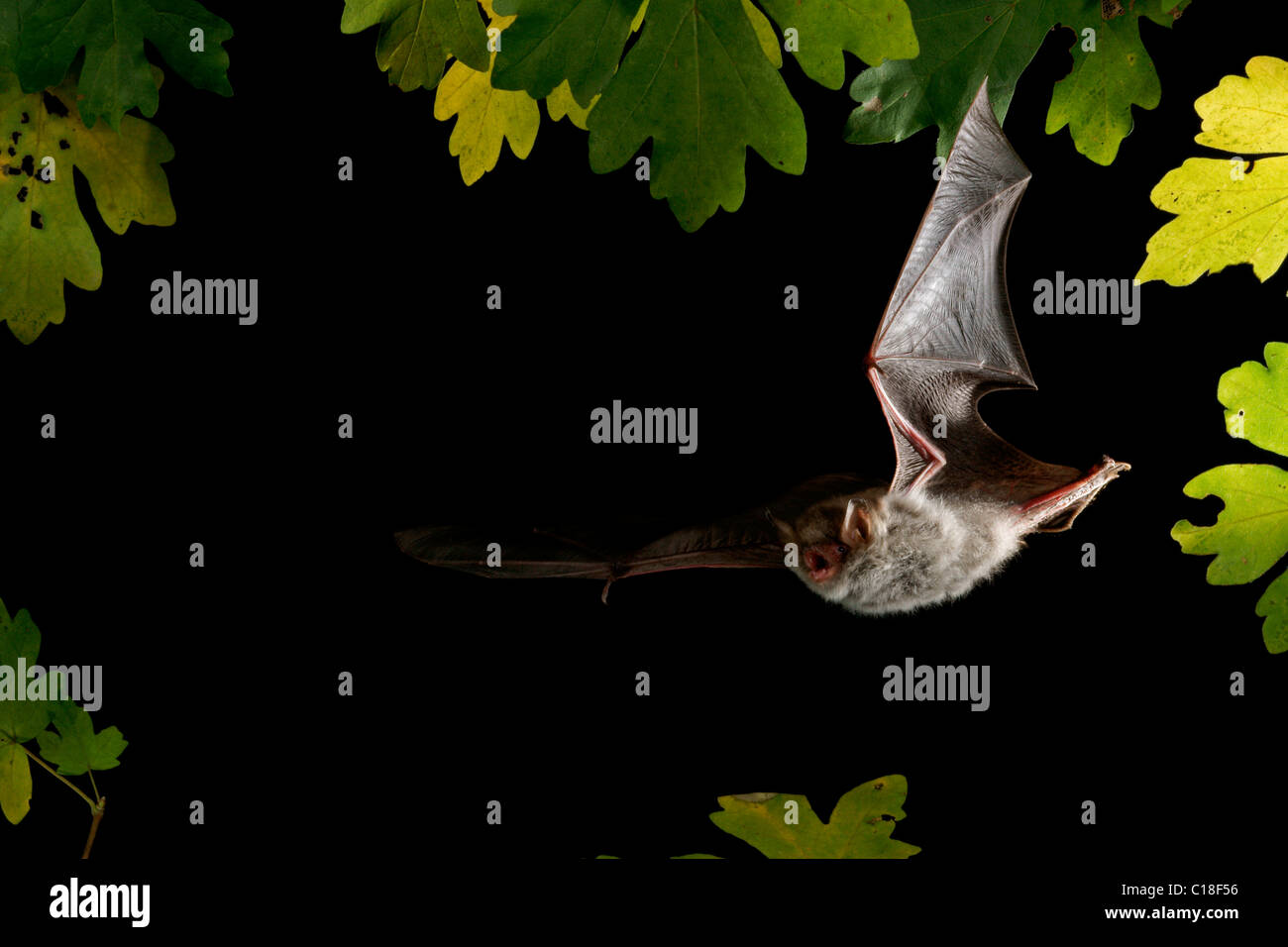 Natterers bat myotis nattereri immagini e fotografie stock ad alta ...