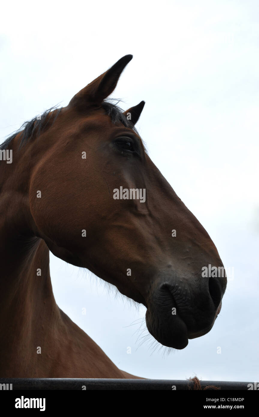 Cavallo profilo immagini e fotografie stock ad alta risoluzione - Alamy