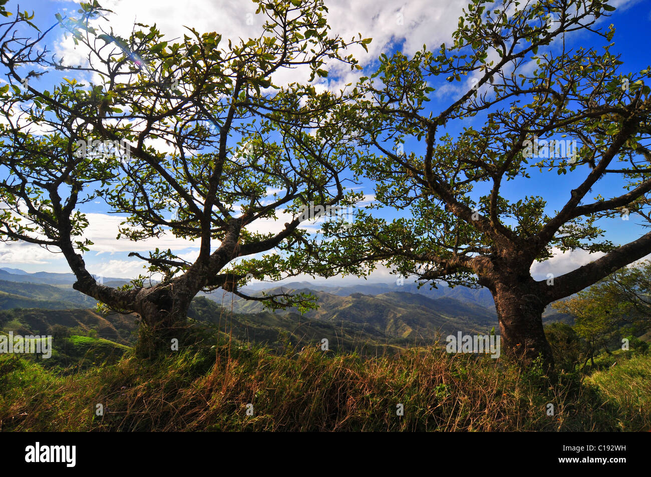 Monteverde costa rica immagini e fotografie stock ad alta risoluzione ...