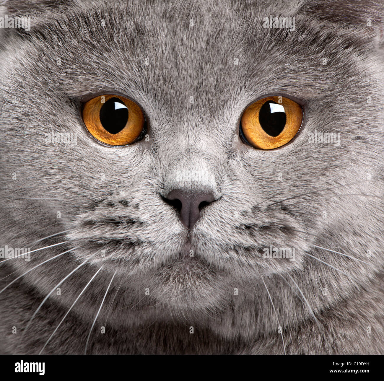 Gatto di razza britannica immagini e fotografie stock ad alta ...