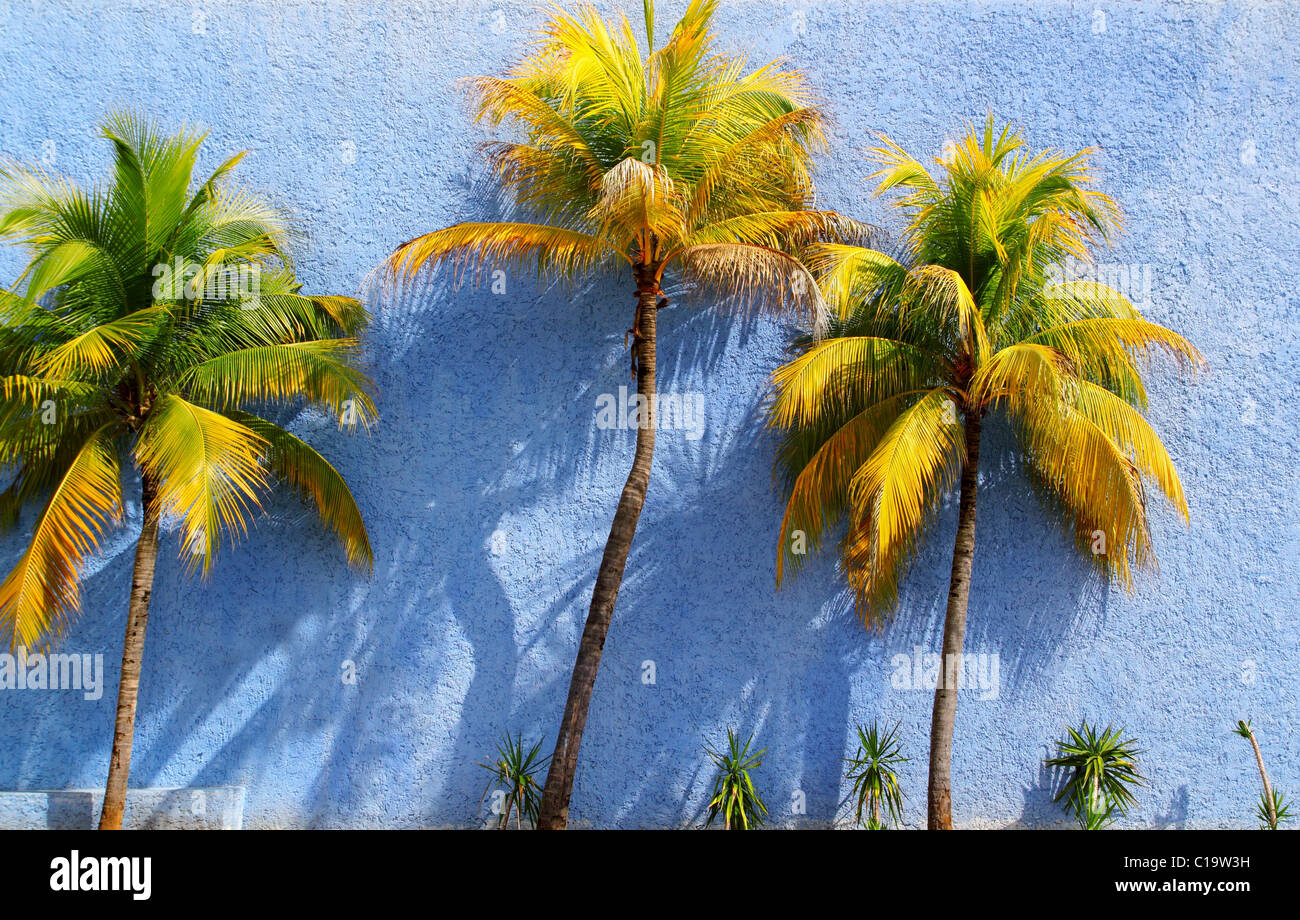 La Pianta Lascia Ombre Immagini e Fotos Stock - Alamy