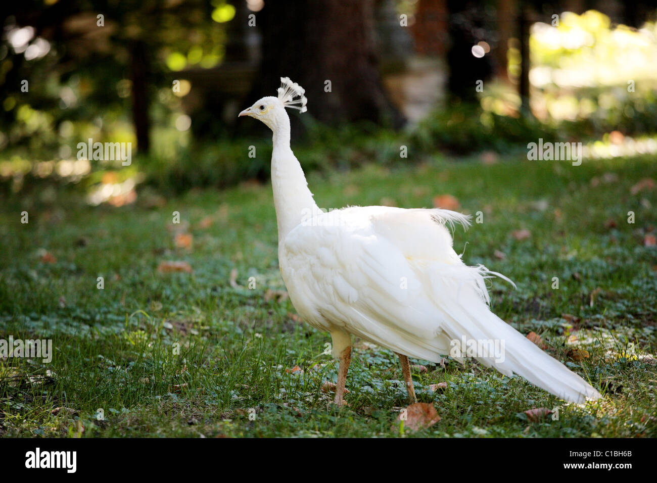 Pavoni bianchi immagini e fotografie stock ad alta risoluzione - Alamy
