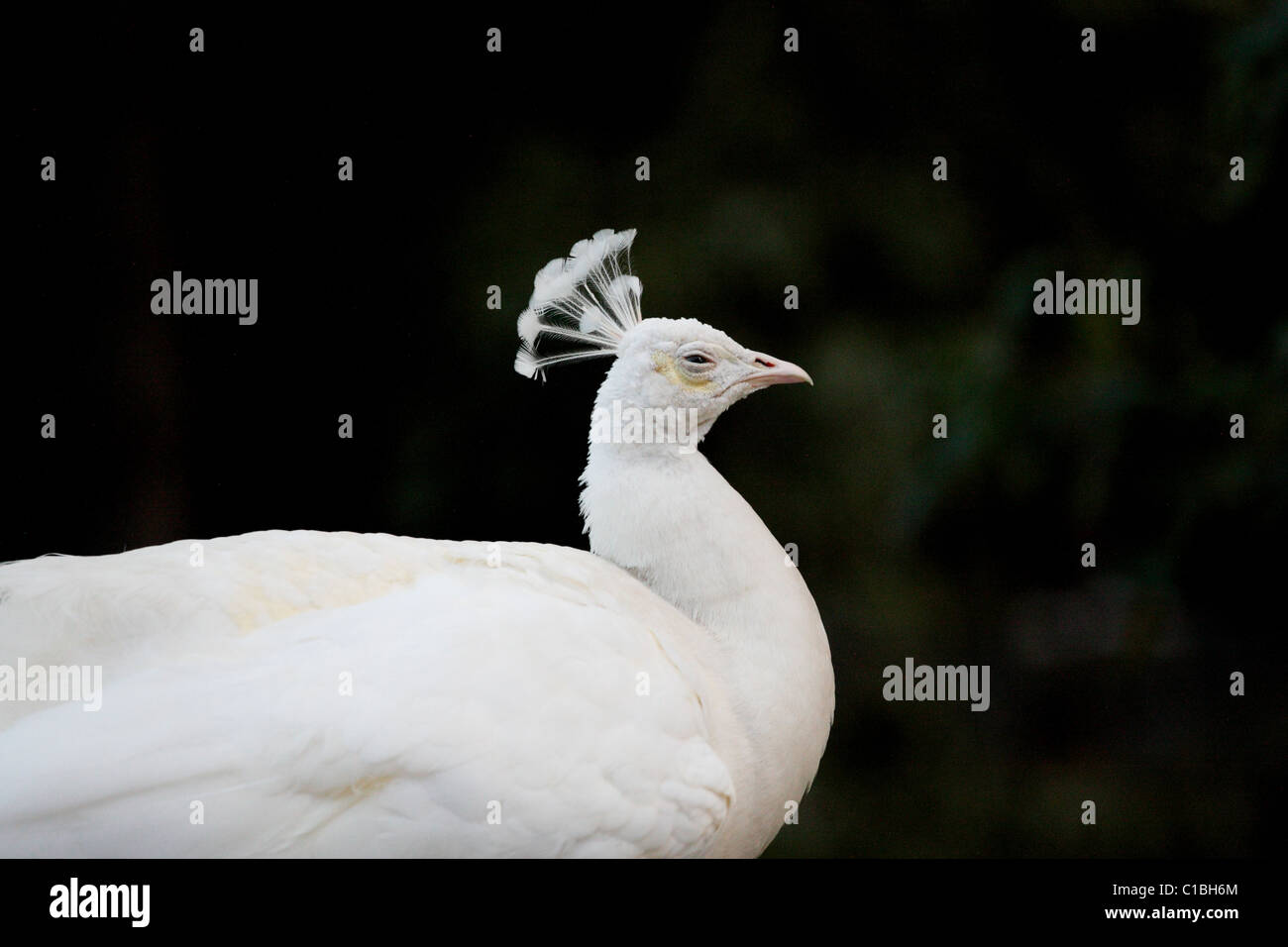 Pavoni bianchi immagini e fotografie stock ad alta risoluzione - Alamy