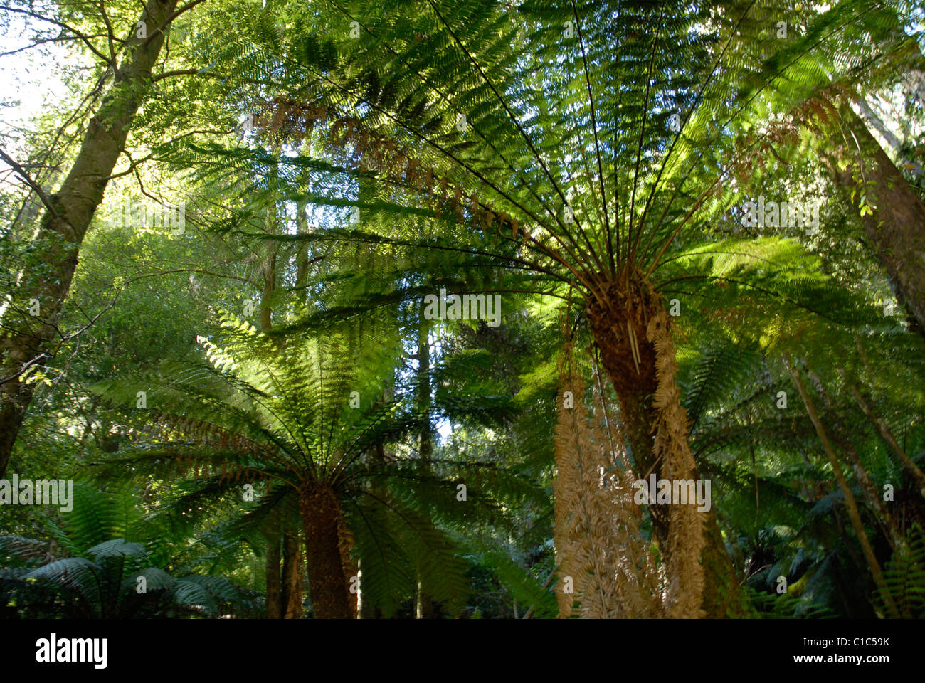 Grandi felci immagini e fotografie stock ad alta risoluzione - Alamy