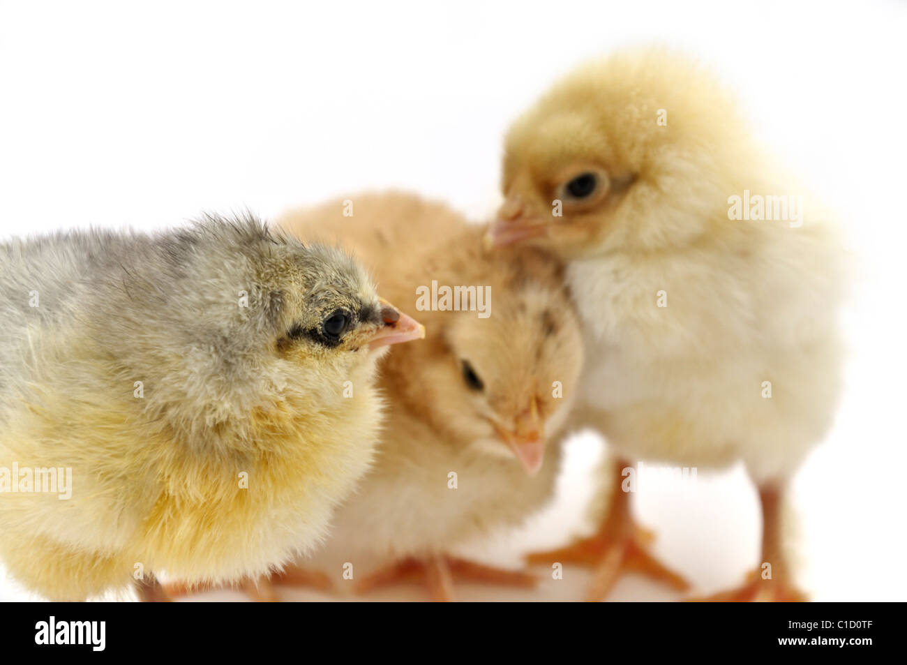 Gallina con pulcini su sfondo bianco immagini e fotografie stock ad ...