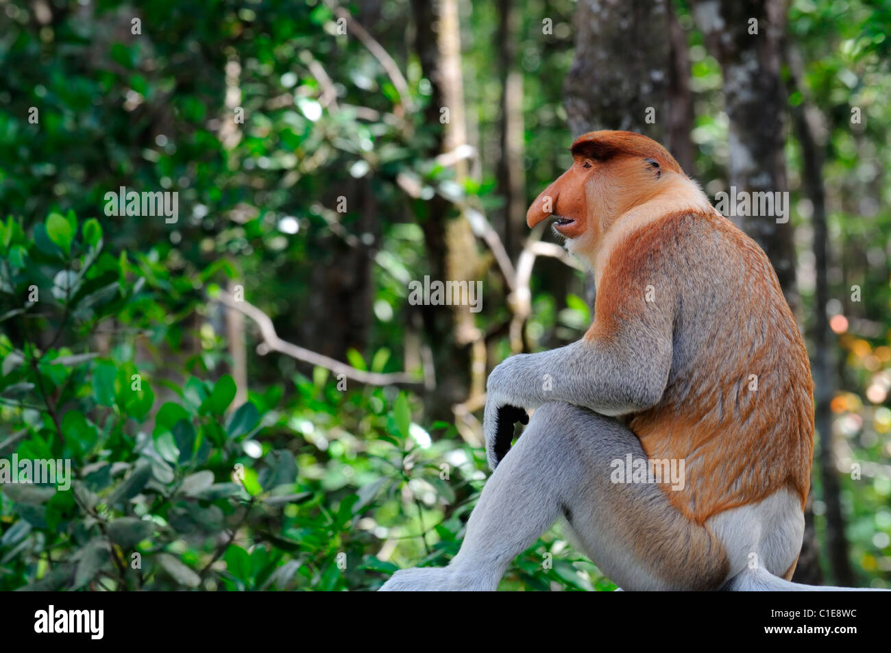 Labuk Bay proboscide Monkey Santuario Conservation Centre Sandakan ...