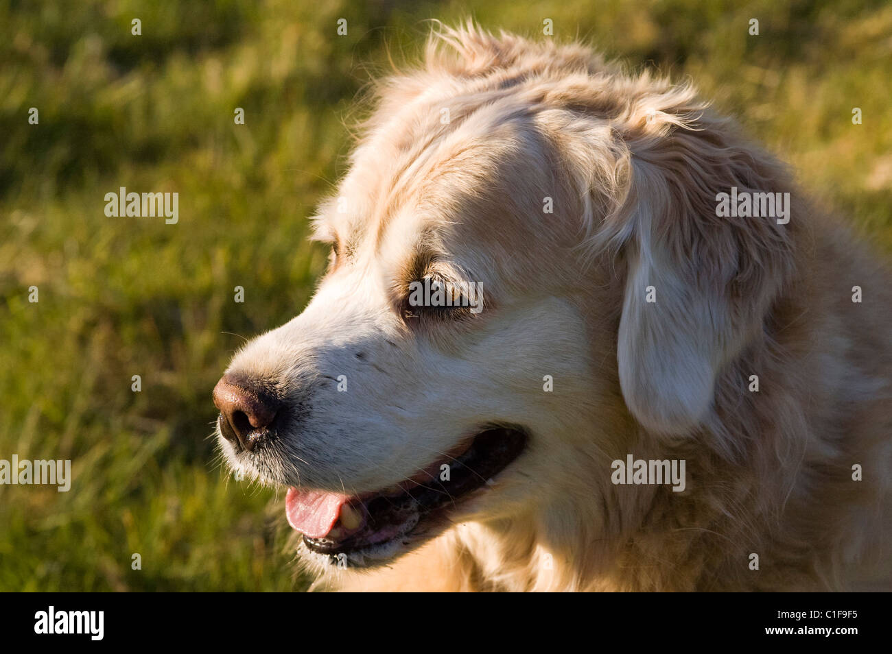 Colpo alla testa del cane immagini e fotografie stock ad alta ...