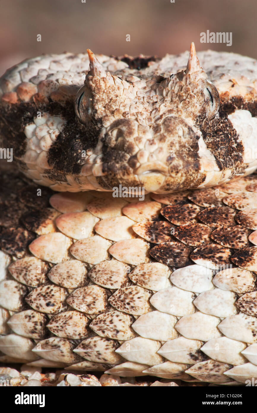 Serpente cornuto immagini e fotografie stock ad alta risoluzione - Alamy