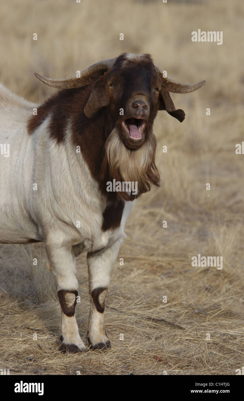 Zoccoli di capra immagini e fotografie stock ad alta risoluzione - Alamy