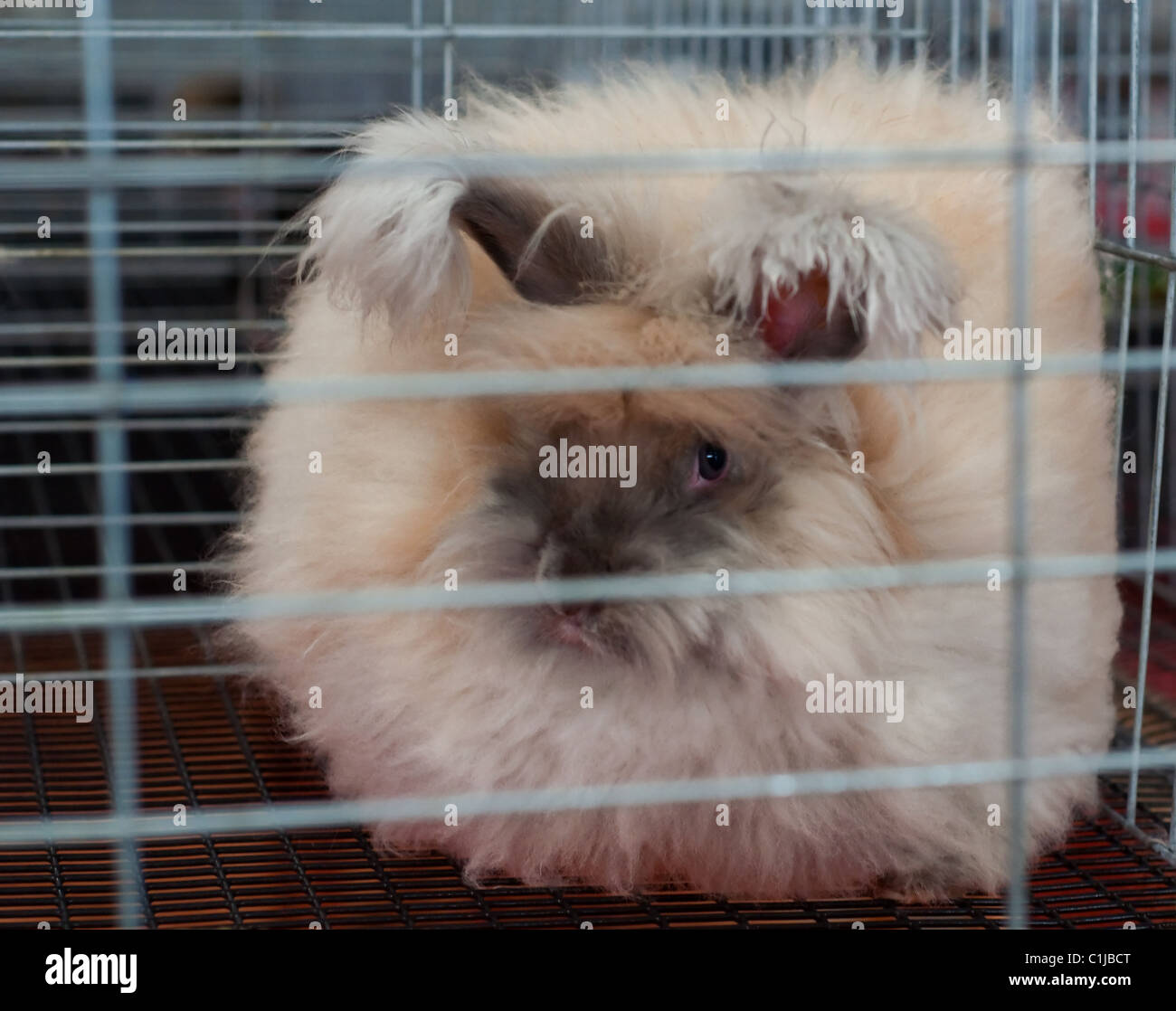 Coniglio di angora in gabbia immagini e fotografie stock ad alta ...