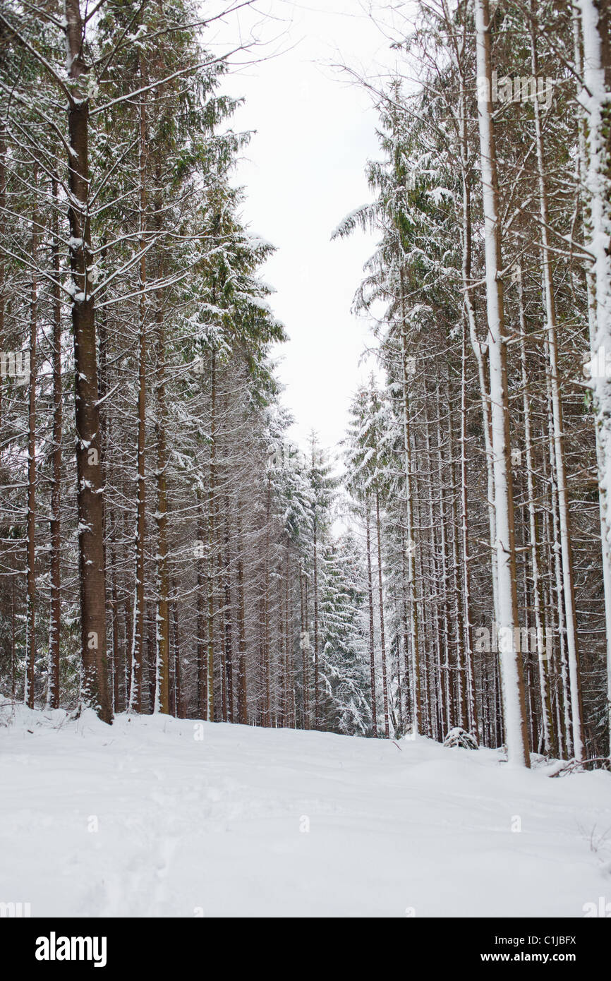 Bosco innevato immagini e fotografie stock ad alta risoluzione - Alamy
