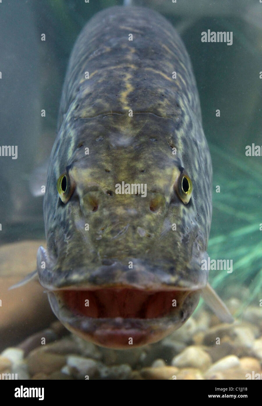 Pesce luccio immagini e fotografie stock ad alta risoluzione - Alamy