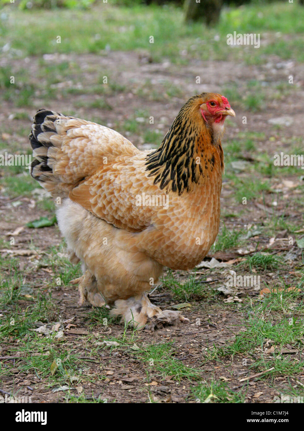 Fauna selvatica pollo polli galline galline immagini e fotografie stock ...