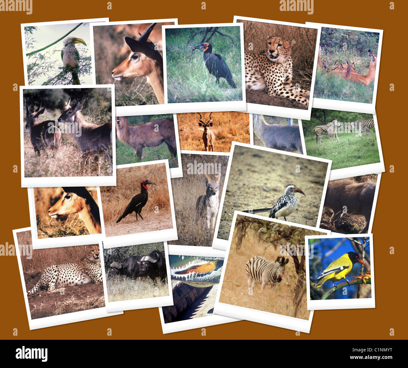 Animal mammals collage immagini e fotografie stock ad alta risoluzione ...