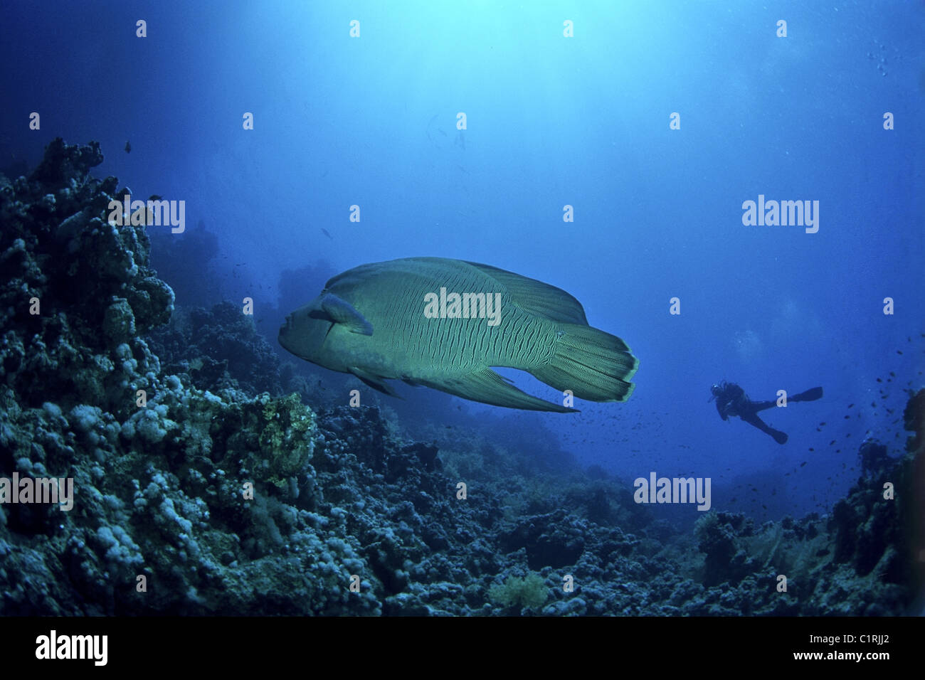 Napoleonfish, doppia pesce pappagallo, Giant maori wrasse, Humphead ...