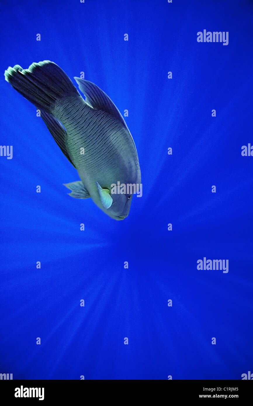 Napoleonfish, doppia pesce pappagallo, Giant maori wrasse, Humphead ...