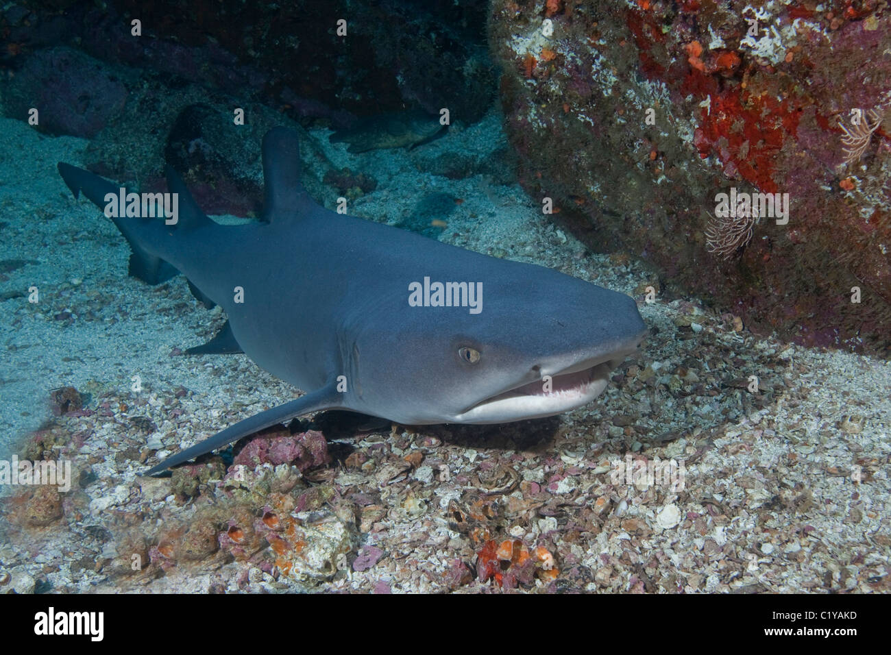Squalo pescecane immagini e fotografie stock ad alta risoluzione - Alamy