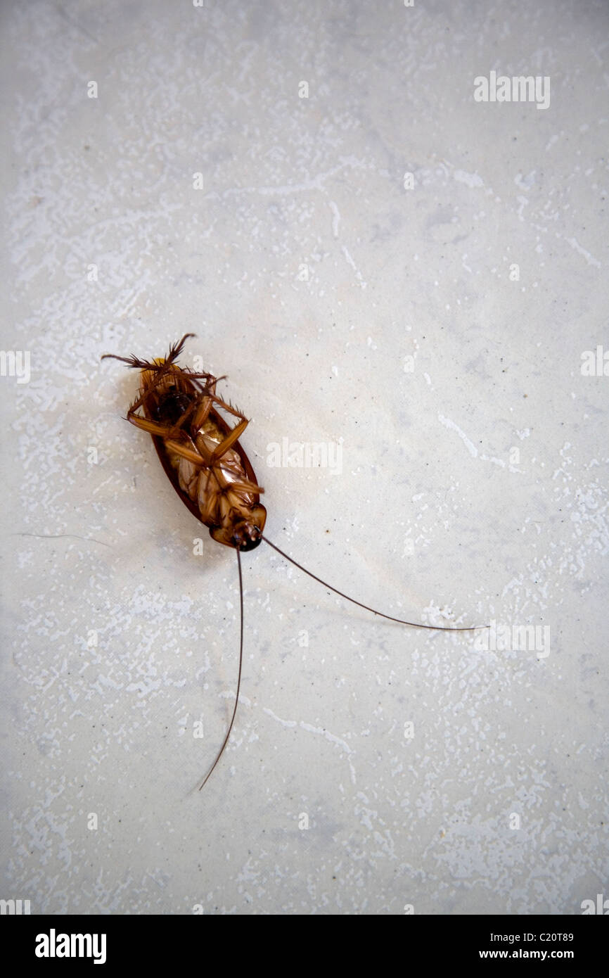 Grande scarafaggio immagini e fotografie stock ad alta risoluzione - Alamy