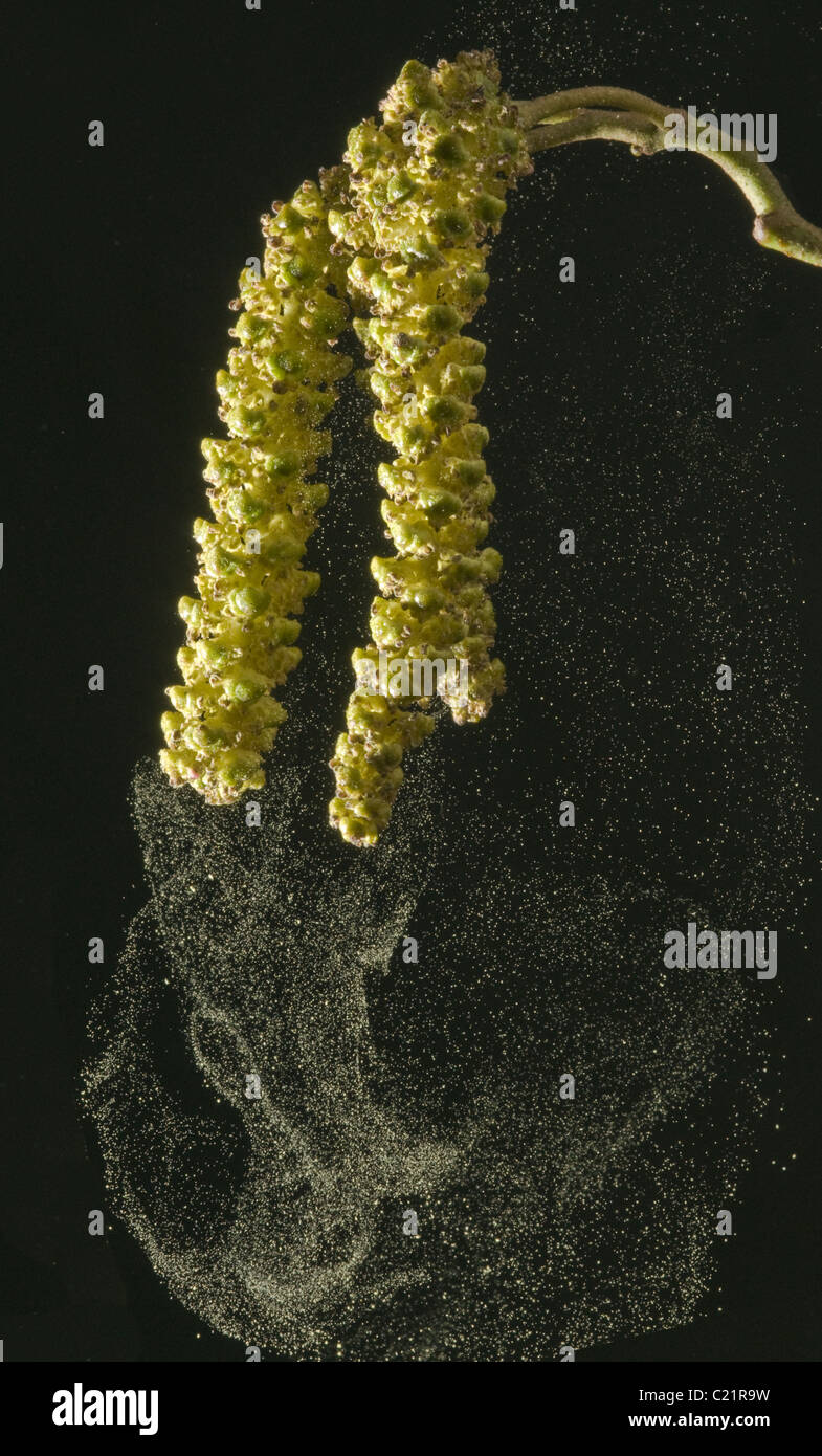 Polline di ontano immagini e fotografie stock ad alta risoluzione - Alamy