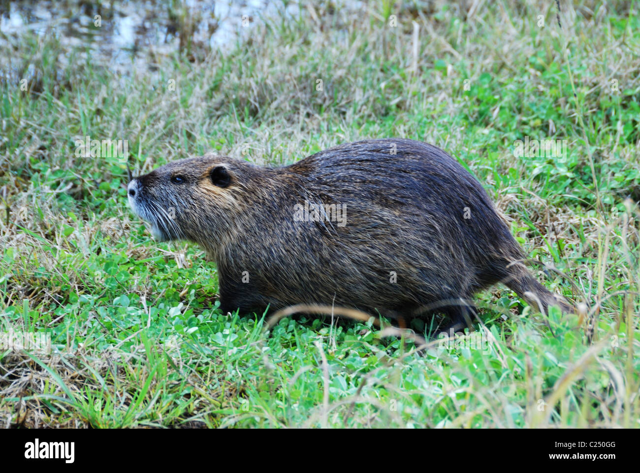 Nutria myocastor coypus on river immagini e fotografie stock ad alta ...