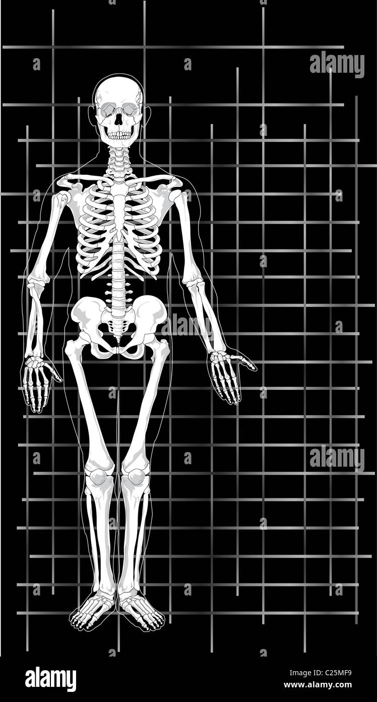 Scheletro di disegno posteriore Foto e Immagini Stock in Bianco e Nero ...