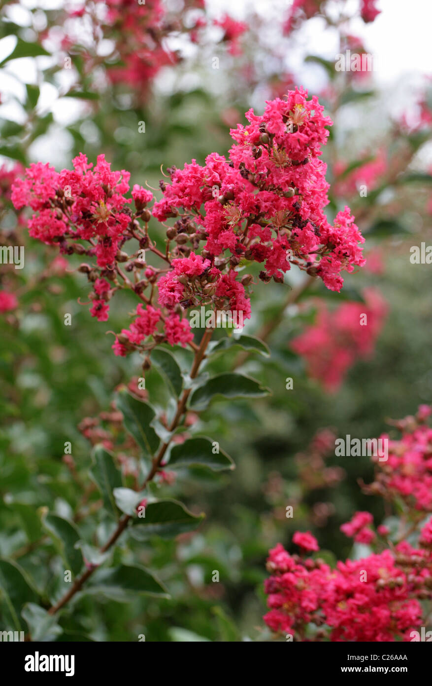 Lagerstroemia indica immagini e fotografie stock ad alta risoluzione ...