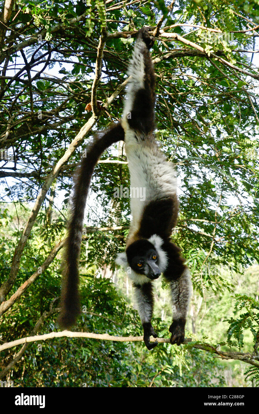 Lemure ruffed in bianco e nero varecia variegata variegata lemurs ...