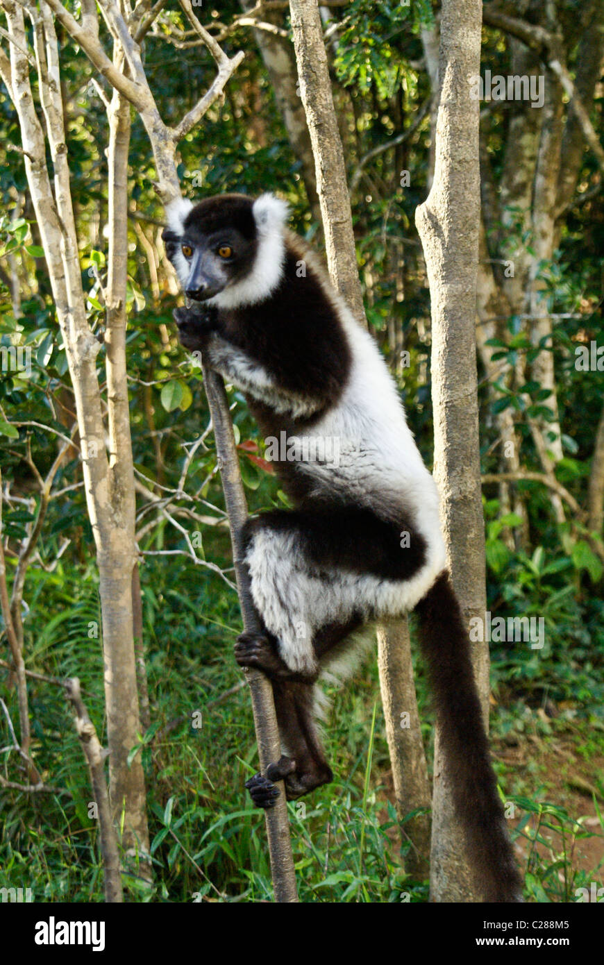 Lemure ruffed in bianco e nero varecia variegata variegata lemurs ...