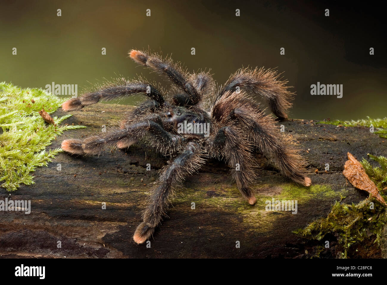 Tarantola rosa della punta immagini e fotografie stock ad alta ...
