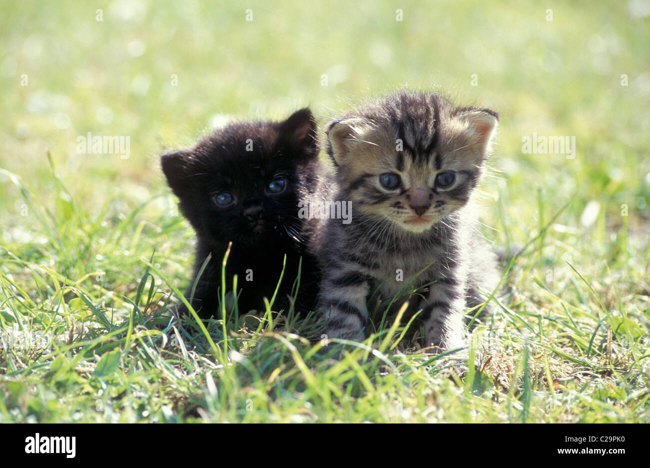 Gattini carini immagini e fotografie stock ad alta risoluzione - Alamy