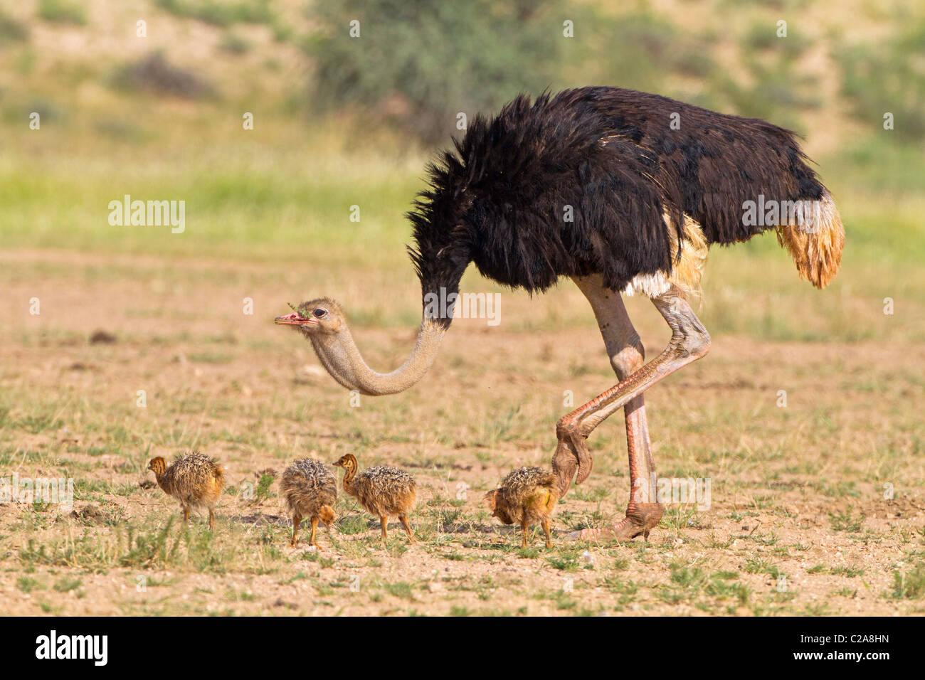 Fauna di struzzo immagini e fotografie stock ad alta risoluzione - Alamy