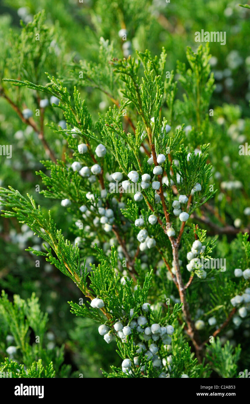 Juniperus cupressaceae immagini e fotografie stock ad alta risoluzione ...