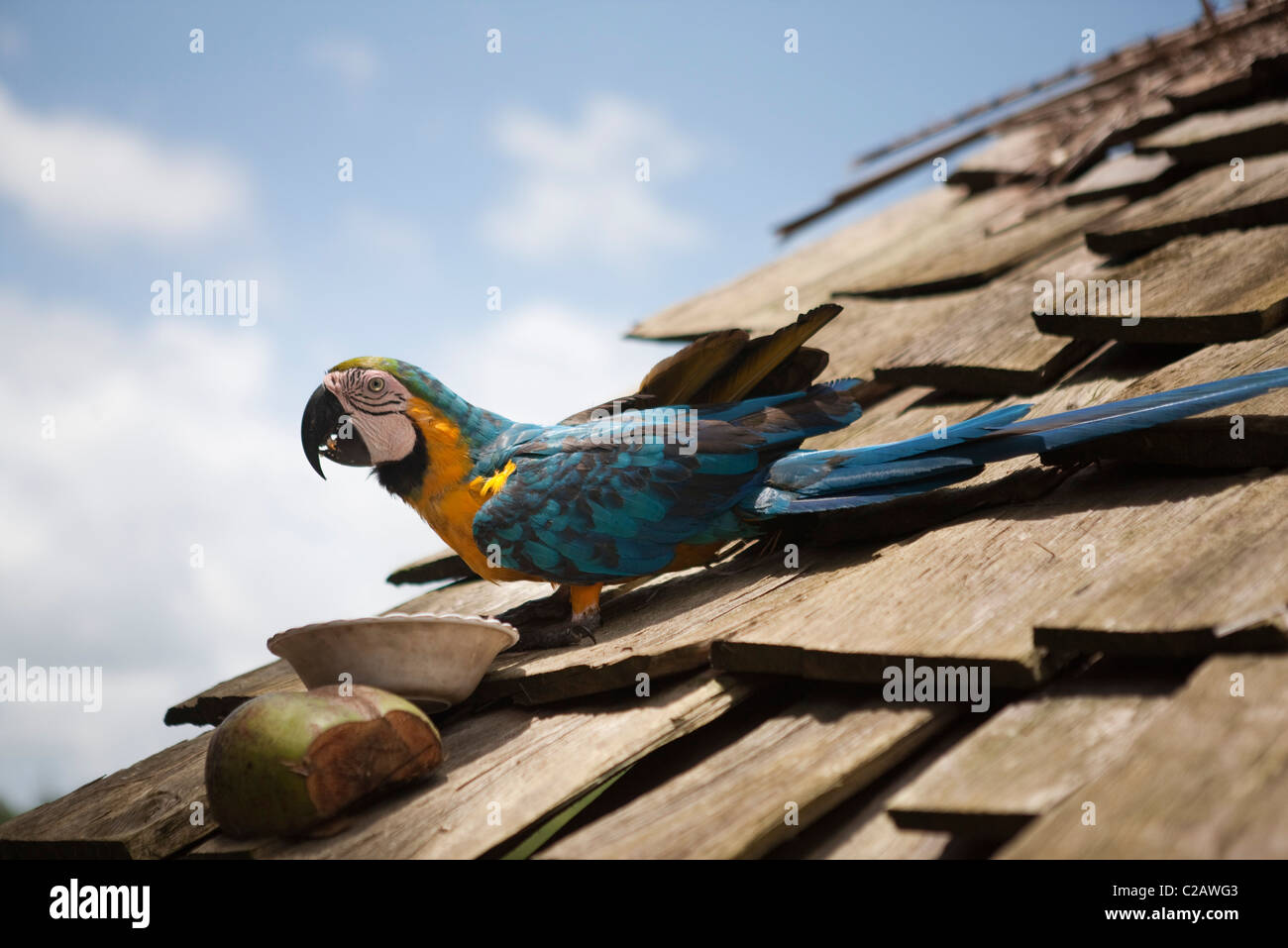 Pappagallo dai colori vivaci immagini e fotografie stock ad alta ...