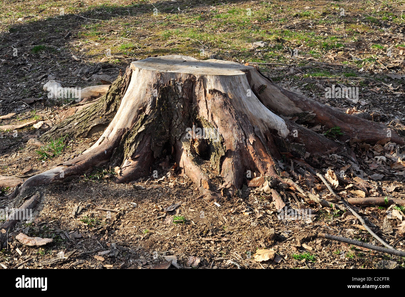 Ceppo di albero immagini e fotografie stock ad alta risoluzione - Alamy