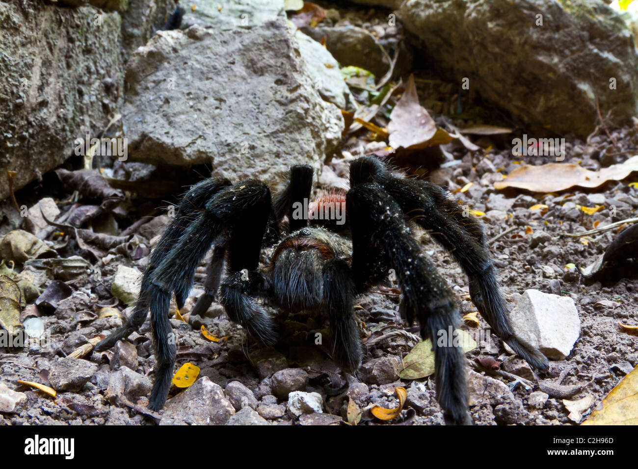 Tarantola gigante immagini e fotografie stock ad alta risoluzione - Alamy