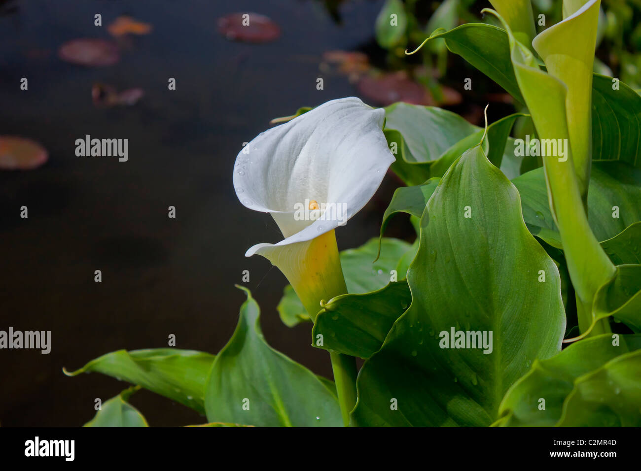 Foglia di calla immagini e fotografie stock ad alta risoluzione - Alamy