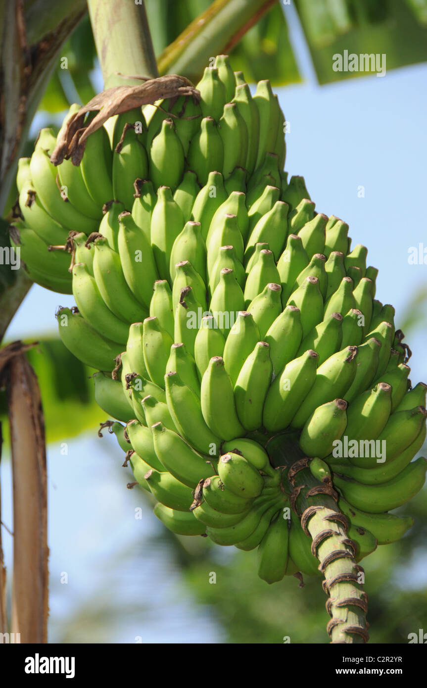 Piante di banane immagini e fotografie stock ad alta risoluzione - Alamy