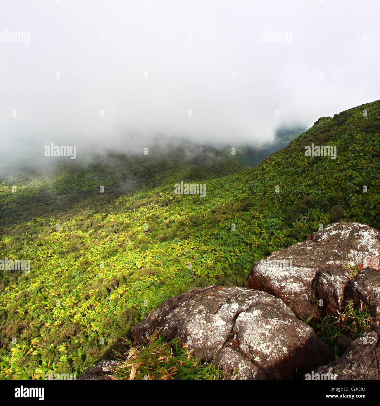 El yunque rainforest immagini e fotografie stock ad alta risoluzione ...