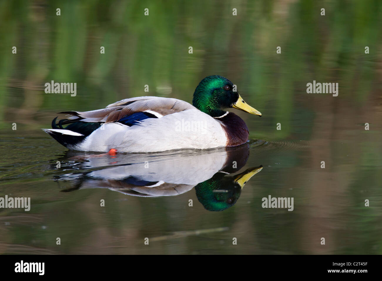 Germano reale anas platyrthynchos anatidae immagini e fotografie stock ...