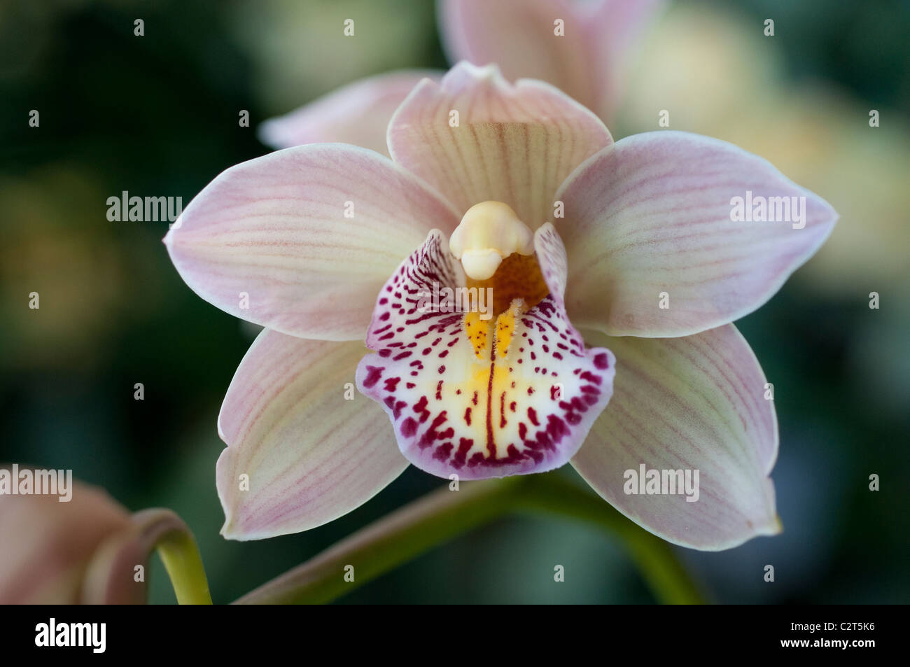 Orchid flower immagini e fotografie stock ad alta risoluzione - Alamy