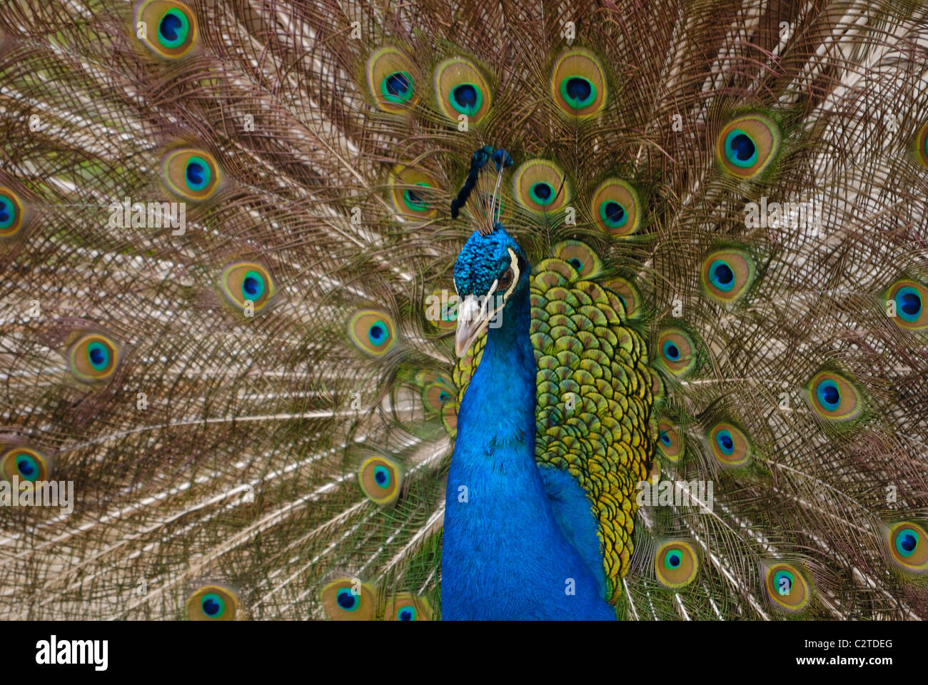 Coda di peafowl immagini e fotografie stock ad alta risoluzione - Alamy