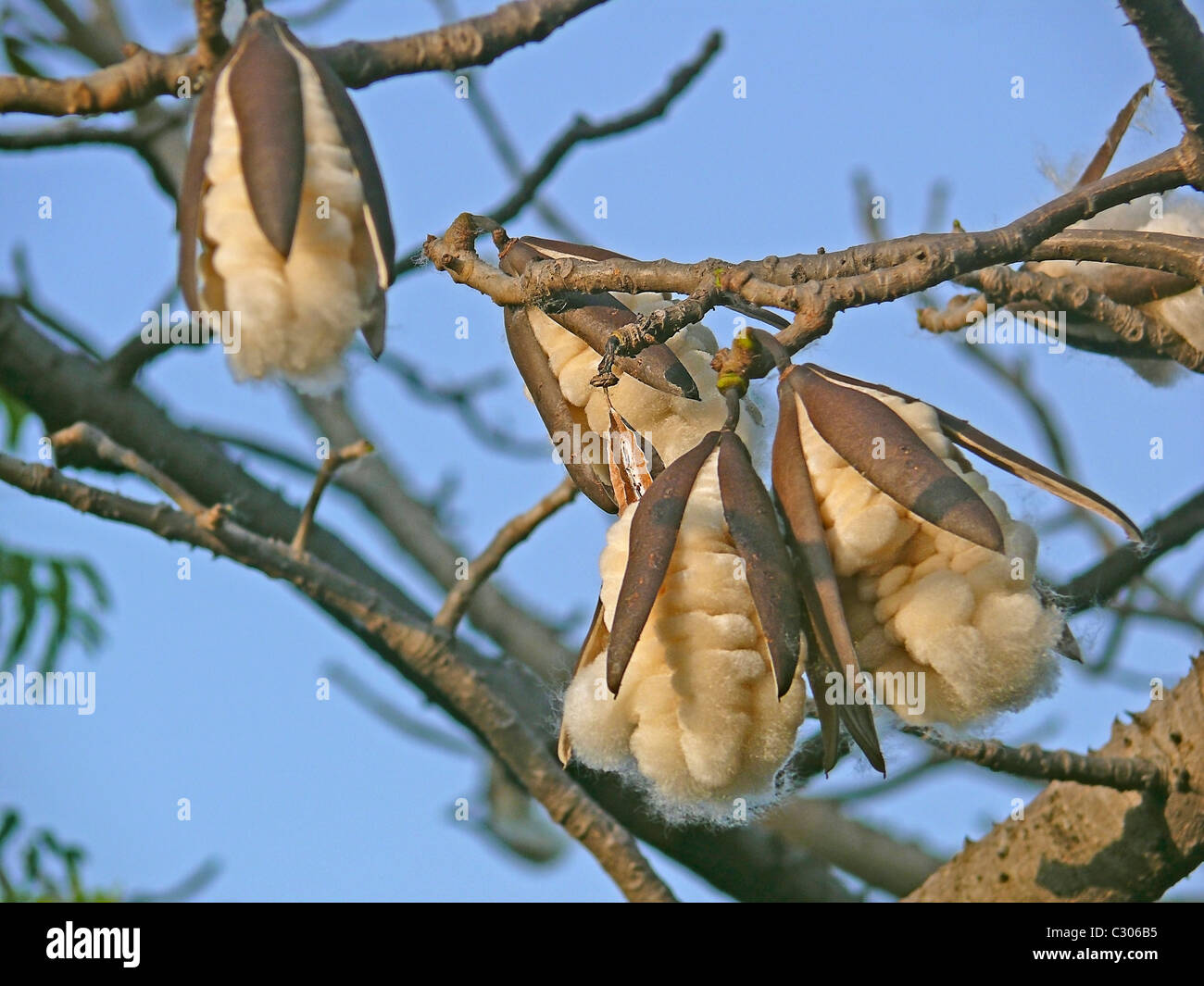 Deciduous thorn tree immagini e fotografie stock ad alta risoluzione ...