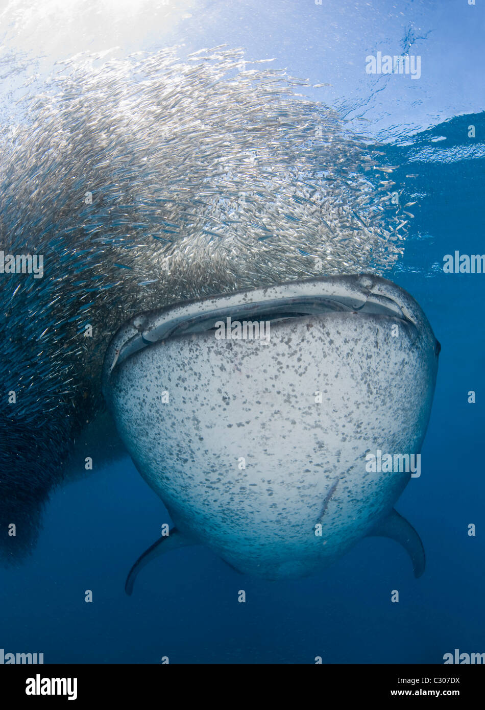 Alimentazione di pesci squali immagini e fotografie stock ad alta ...