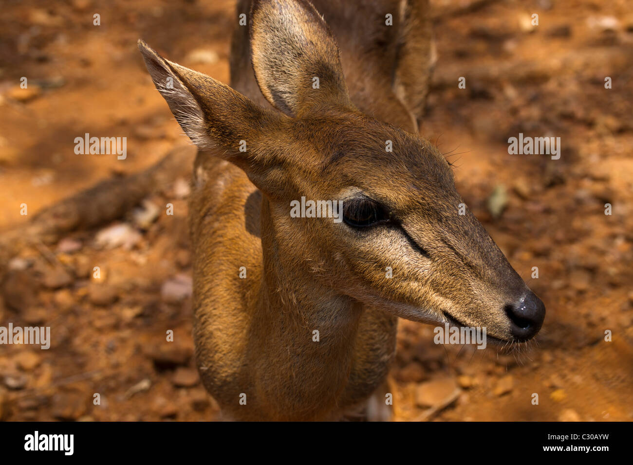 Giovane fauno immagini e fotografie stock ad alta risoluzione - Alamy