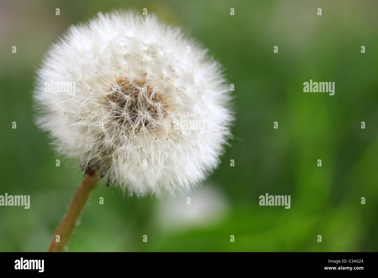 Pianta di tarassaco immagini e fotografie stock ad alta risoluzione - Alamy